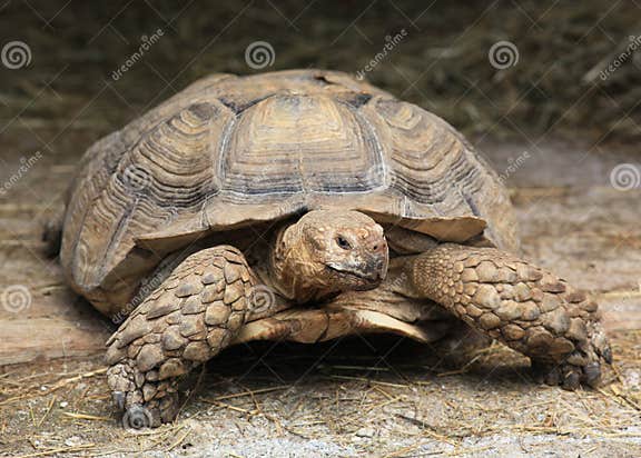 Giant turtle stock image. Image of galapagos, neck, grazing - 19098433