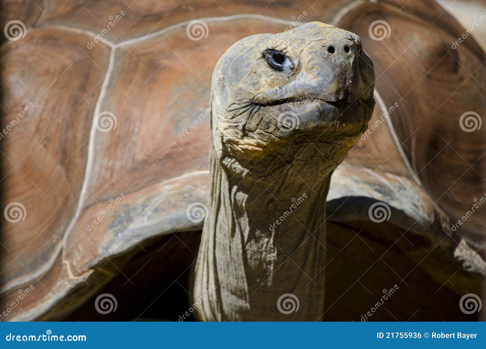 Giant turtle stock photo. Image of islands, rare, galapagos - 21755936