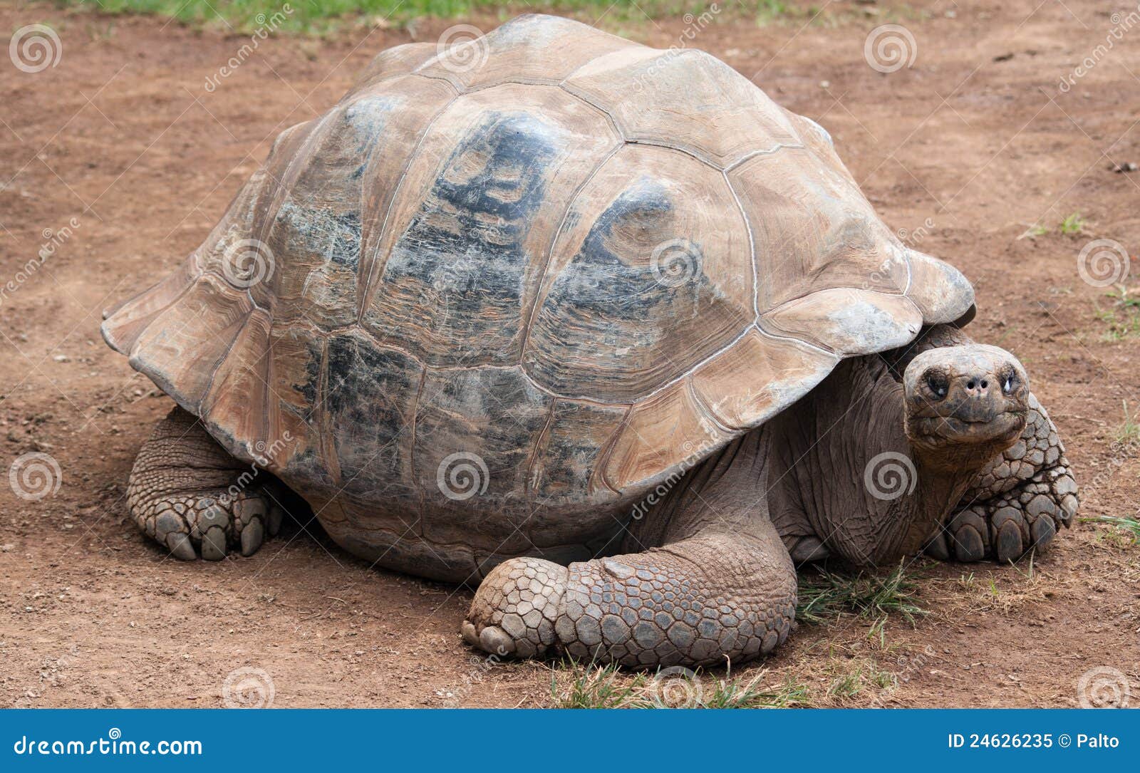 Giant Turtle Shell Texture Background. Stock Photography ...