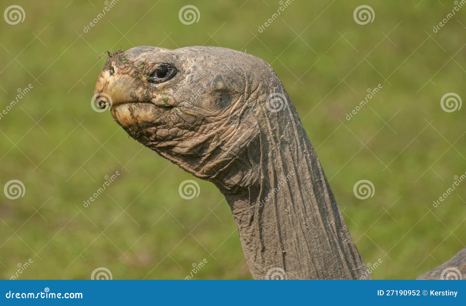 Giant turtle stock photo. Image of size, nature, shape - 27190952
