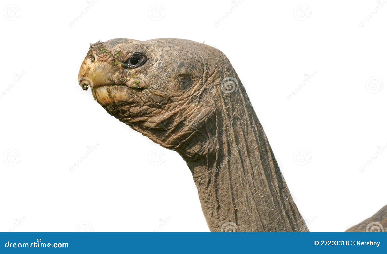 Giant turtle stock photo. Image of large, fauna, natural - 27203318