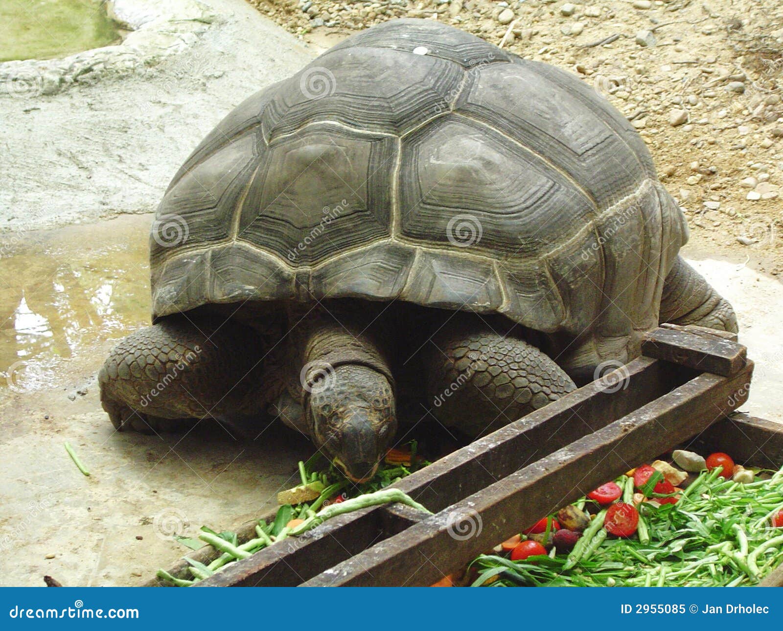 Giant Turtle Picture. Image: 2955085