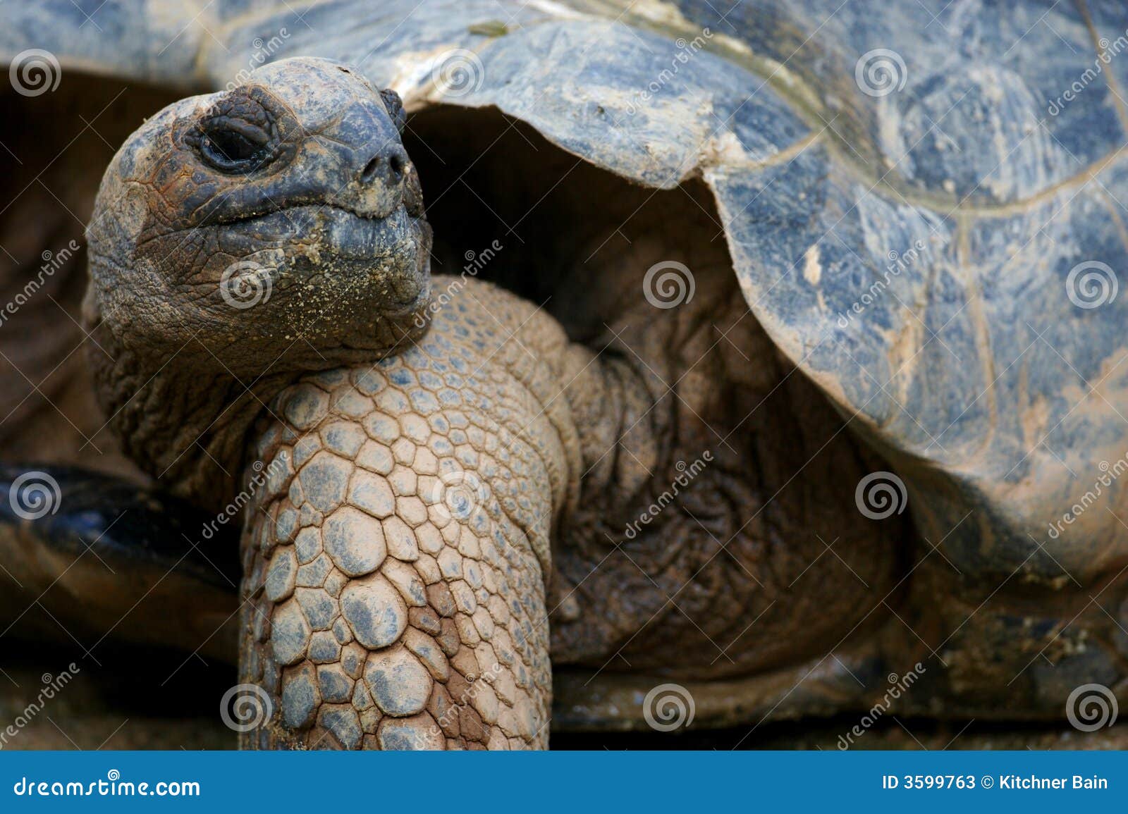 Giant Turtle stock image. Image of large, wild, wildlife - 3599763