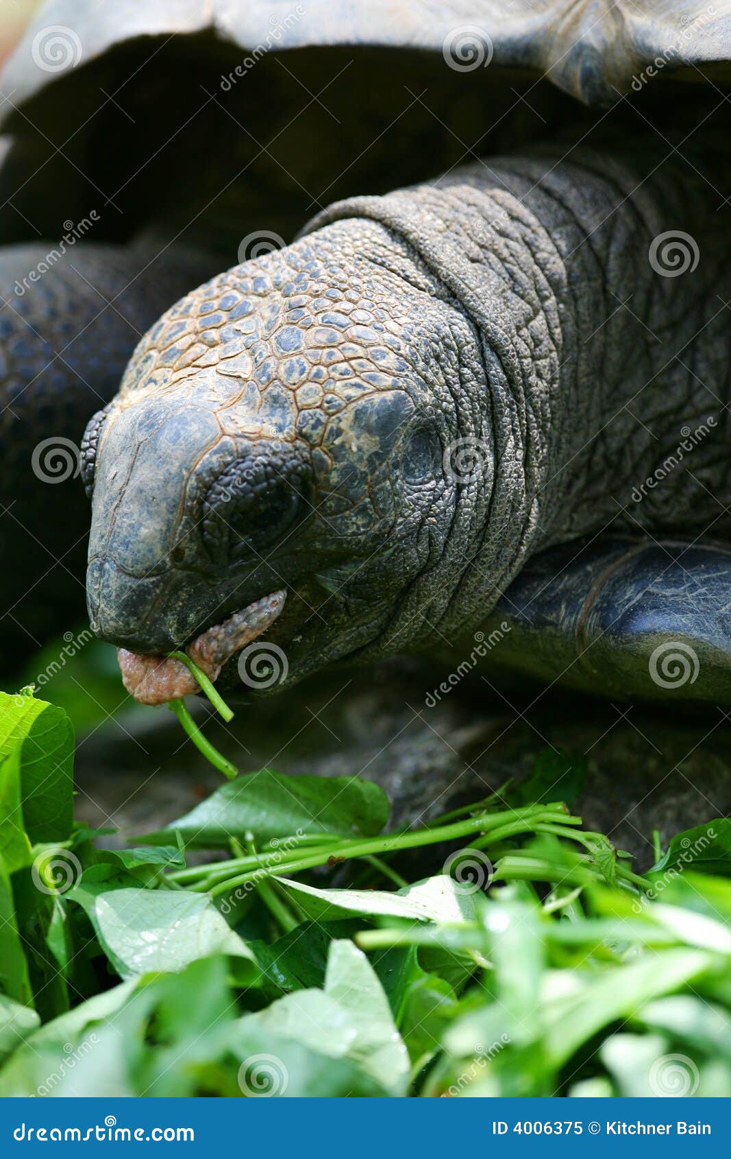 Giant Turtle stock image. Image of wildlife, reptiles - 4006375