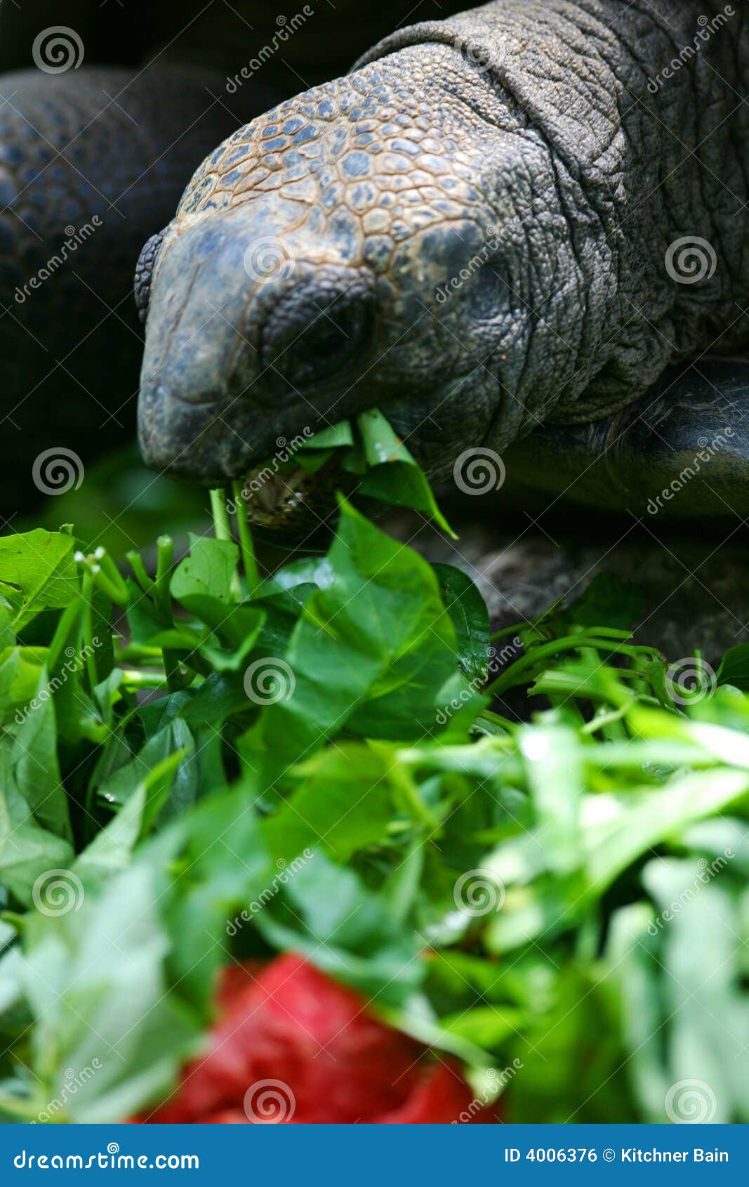 Giant Turtle stock photo. Image of snout, green, turtle - 4006376