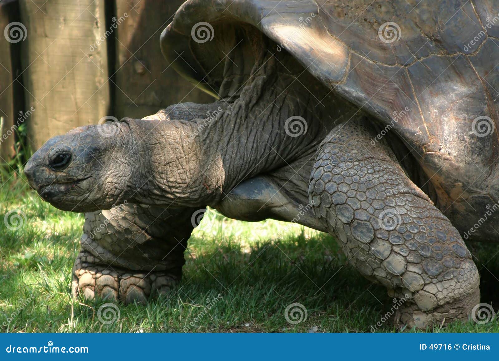 Giant turtle stock photo. Image of turtle, slow, slowly - 49716
