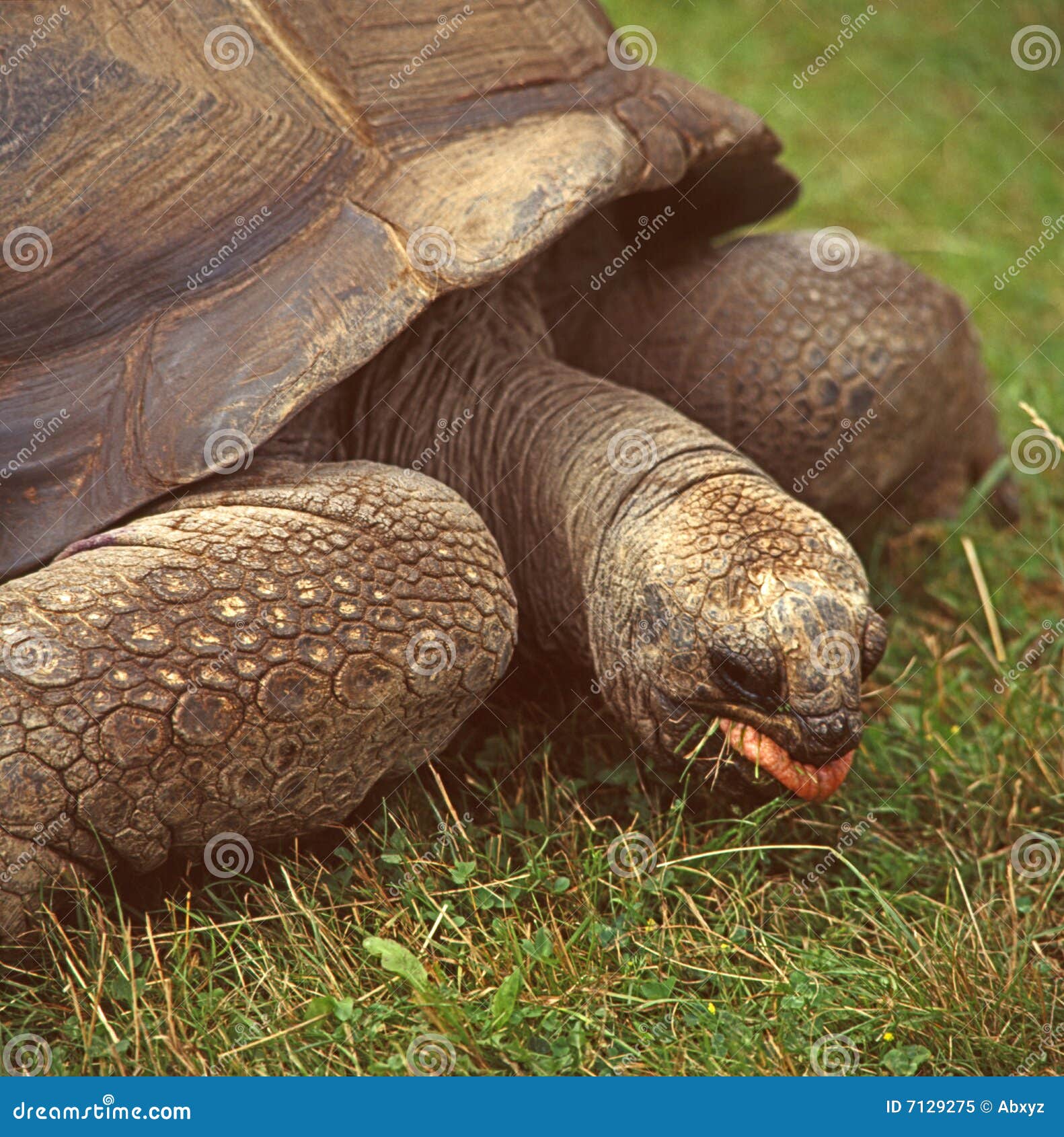 Giant turtle stock image. Image of galapagos, tortoise - 7129275