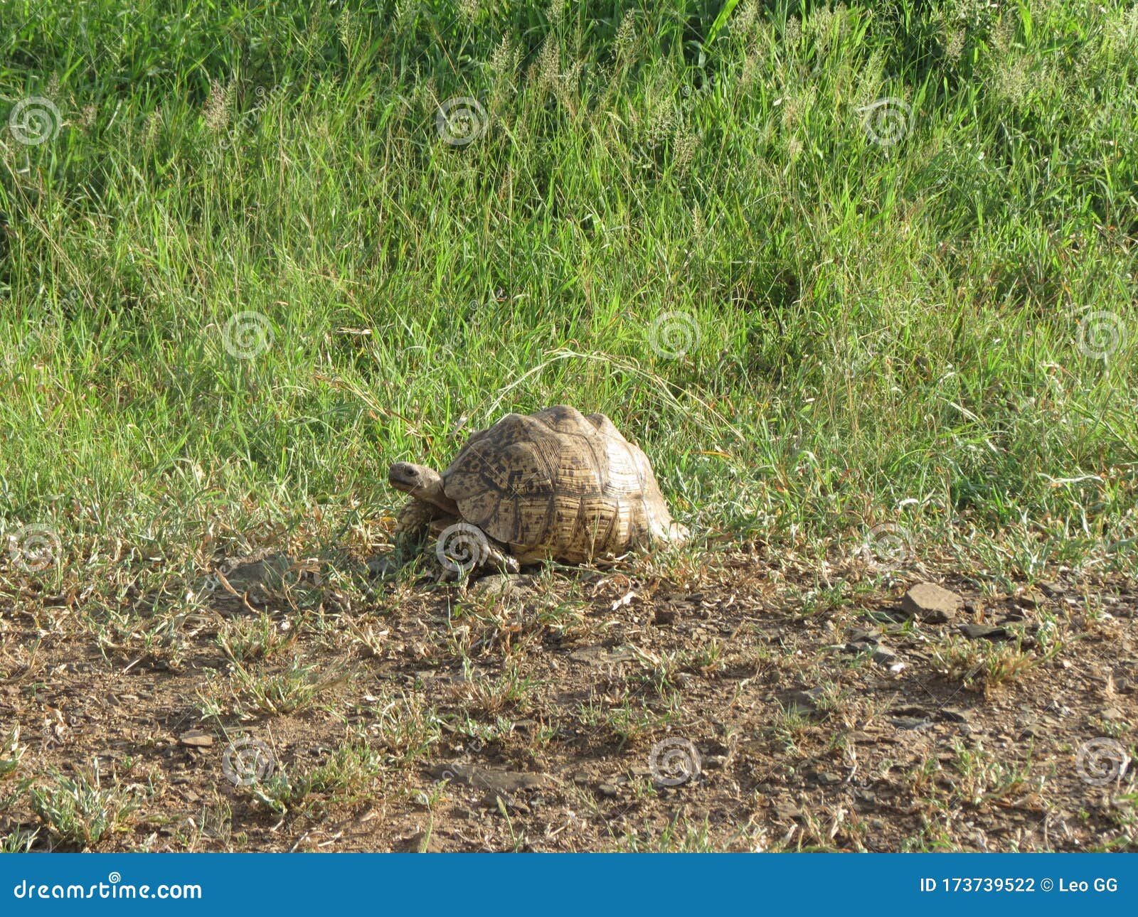 A Giant Turtle in the African Grass Stock Photo - Image of african ...