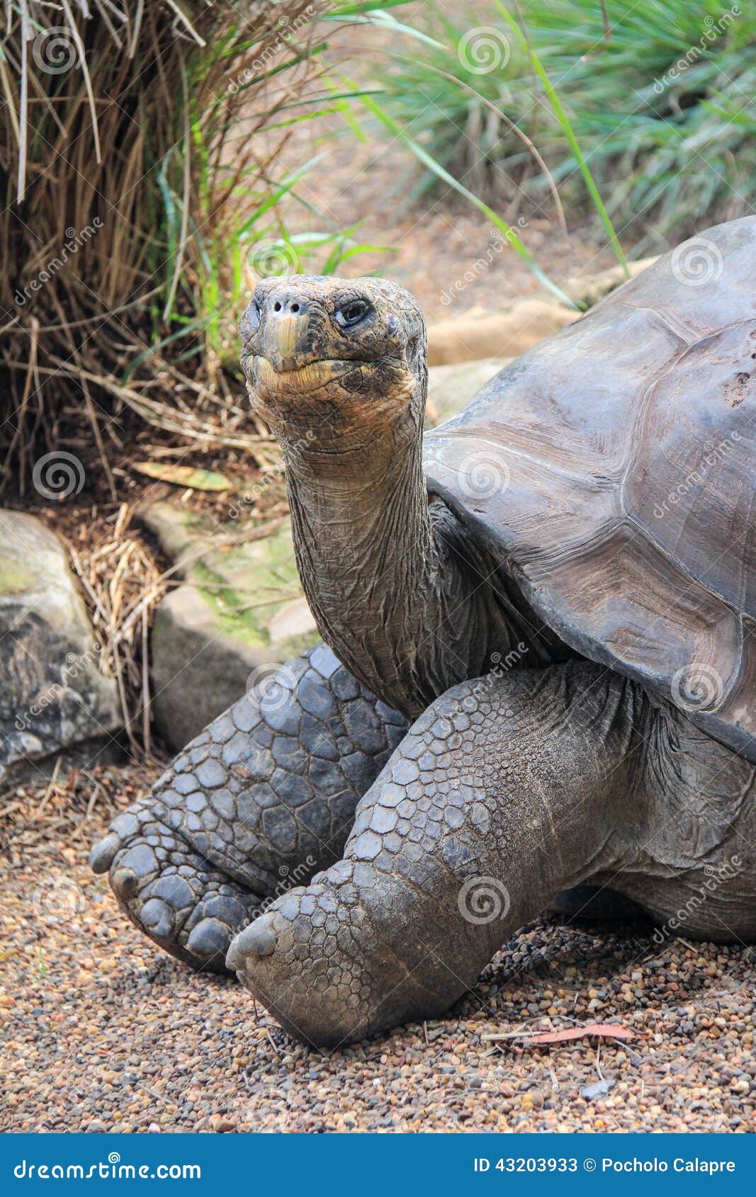 Giant Turtle in Australia Zoo Stock Image - Image of legs, ugly: 43203933