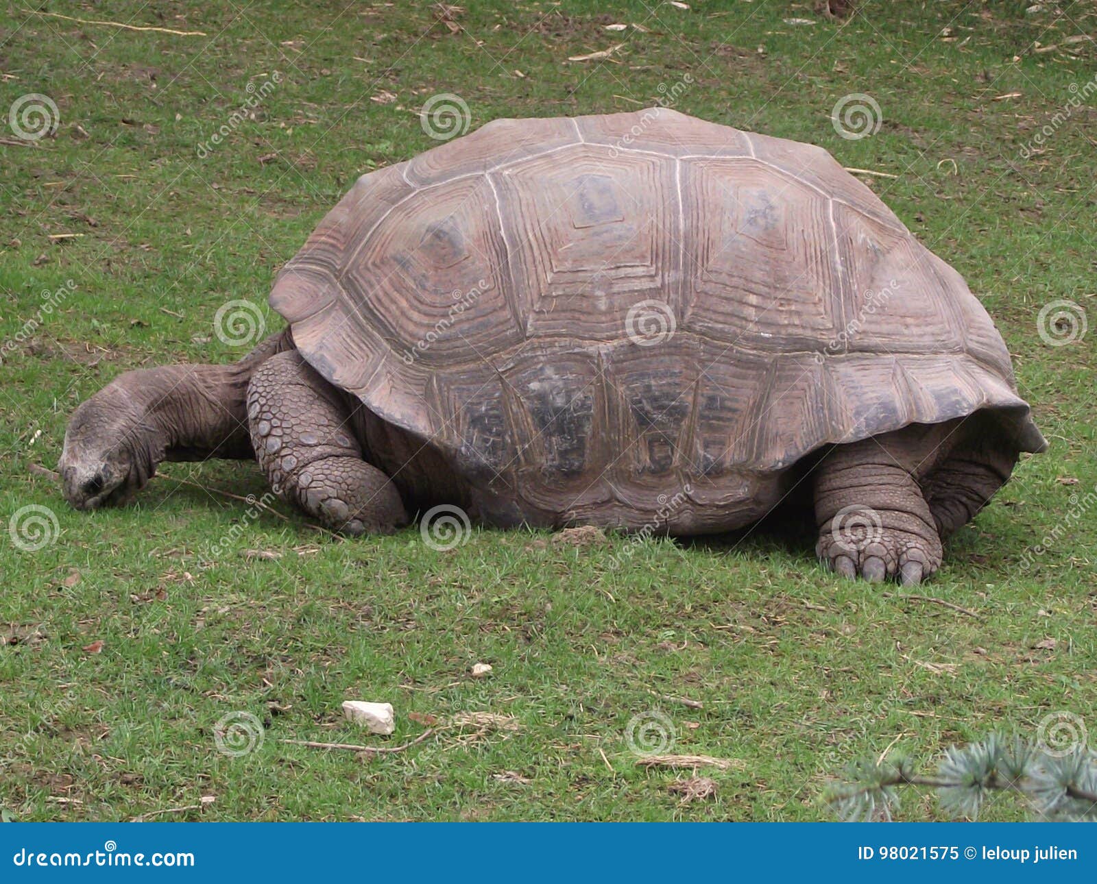 Giant turtle stock image. Image of tortle, giant, animal - 98021575