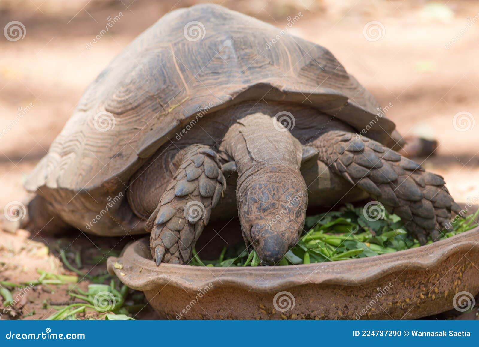 Giant turtle eating stock photo. Image of armour, natural - 224787290