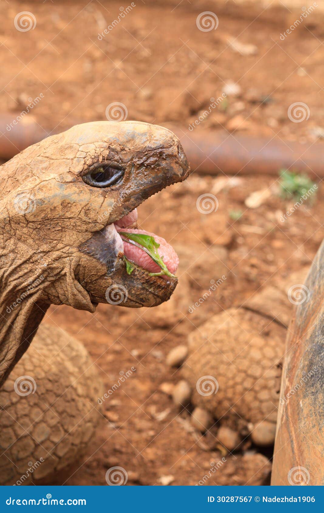 Giant turtle eating stock image. Image of eating, animal - 30287567