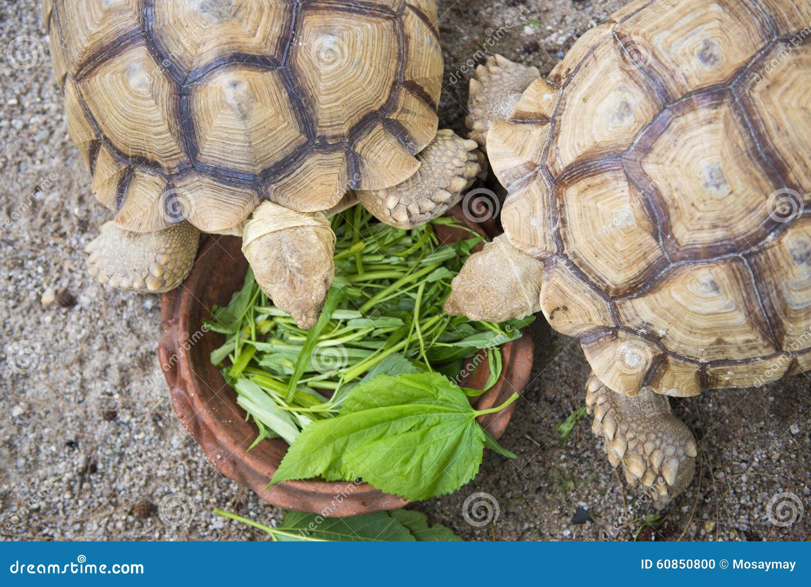 Giant Turtle Eating Vegetables in Tray Stock Photo - Image of turtle ...