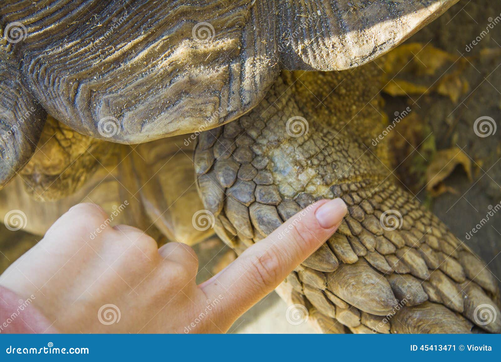 Giant Turtle Fin and Human Hand Stock Image - Image of animals, heat ...