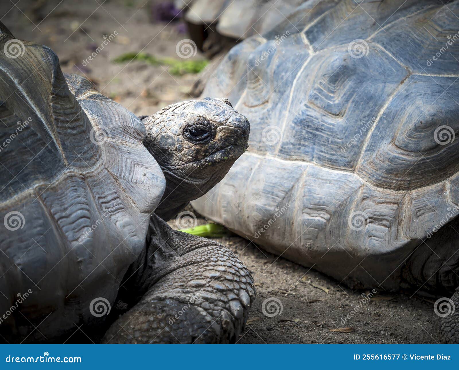 Giant Turtle on the floor stock image. Image of floor - 255616577