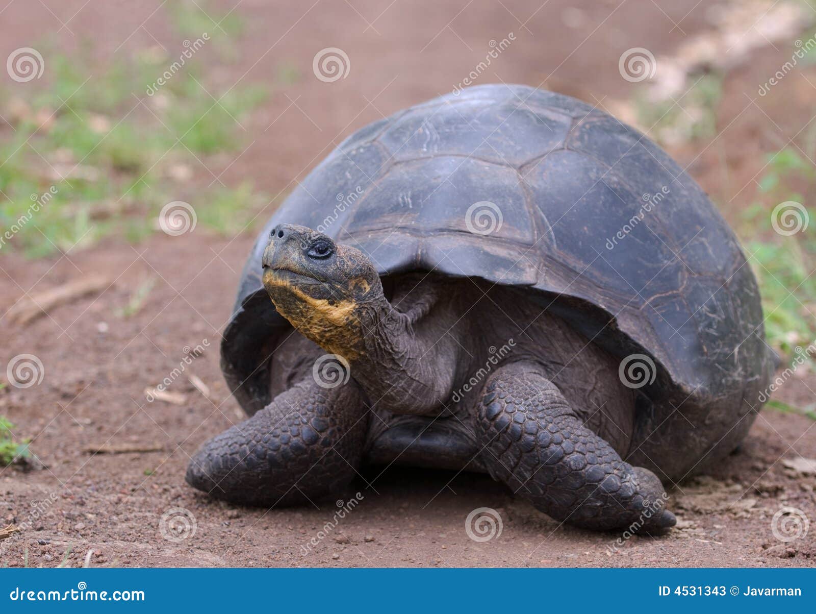 Giant Turtle, Galapagos Islands Stock Image - Image of face, aging: 4531343