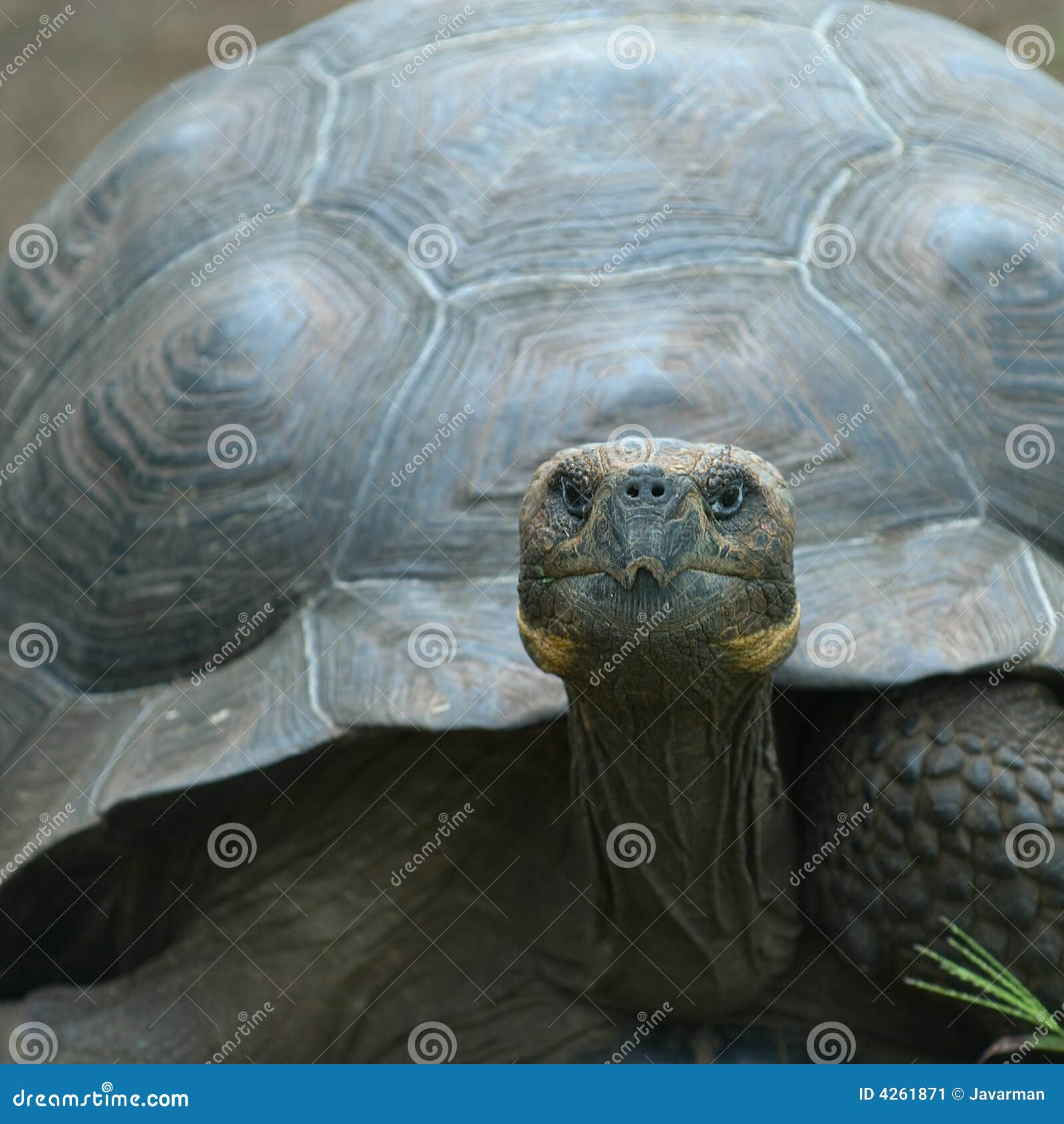 Giant Turtle, Galapagos Islands, Ecuador Stock Image - Image of large ...