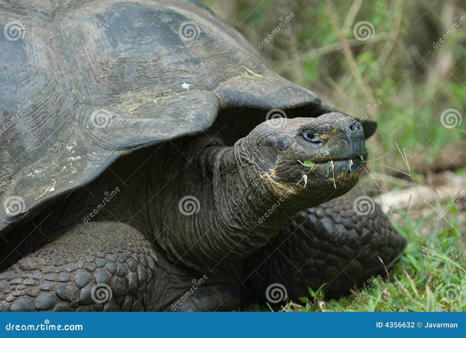 Giant Turtle Stock Image | CartoonDealer.com #26562043