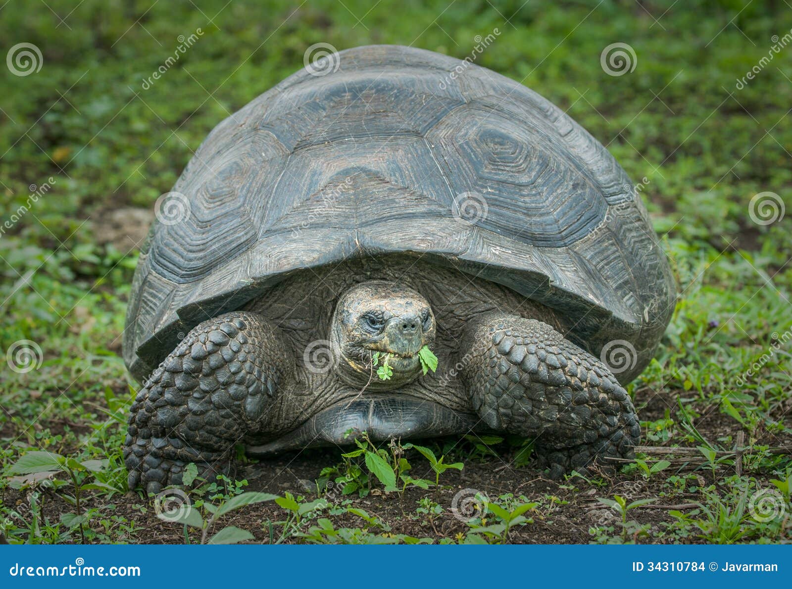 Giant Turtle, Galapagos Islands, Ecuador Stock Photo - Image of single ...