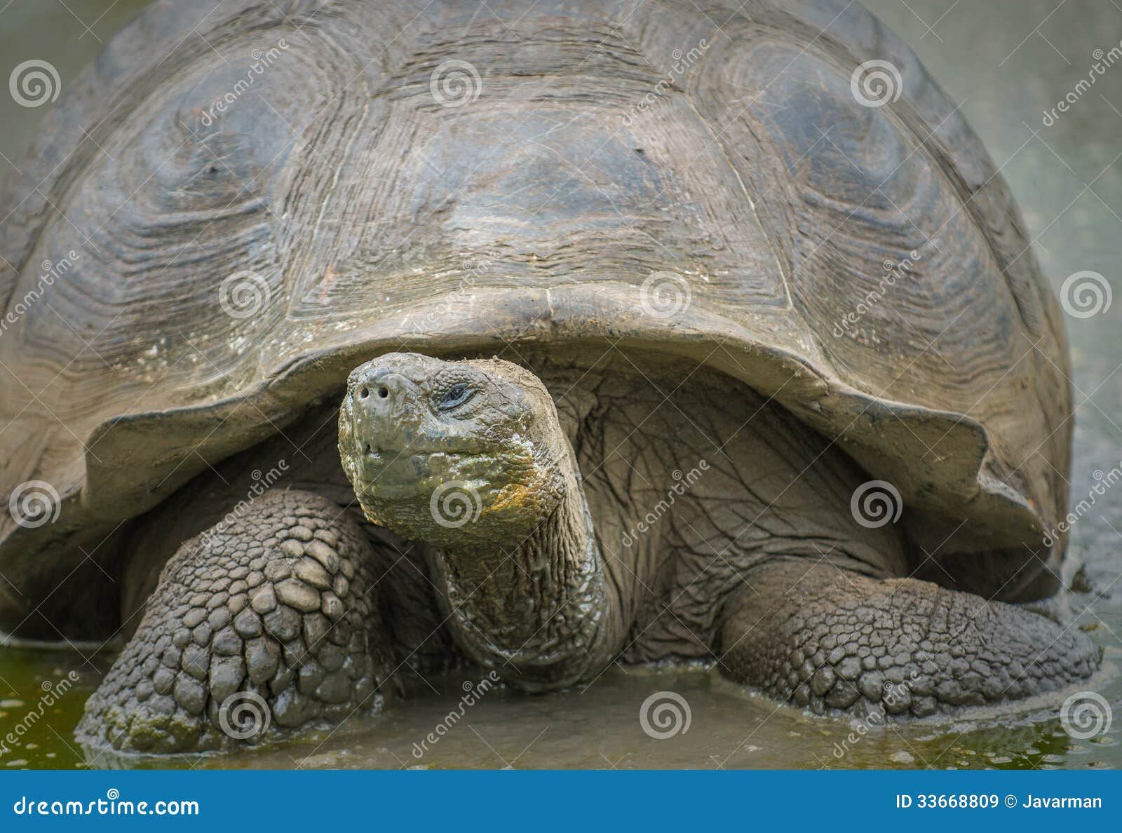 Giant Turtle, Galapagos Islands, Ecuador Stock Image - Image of islands ...
