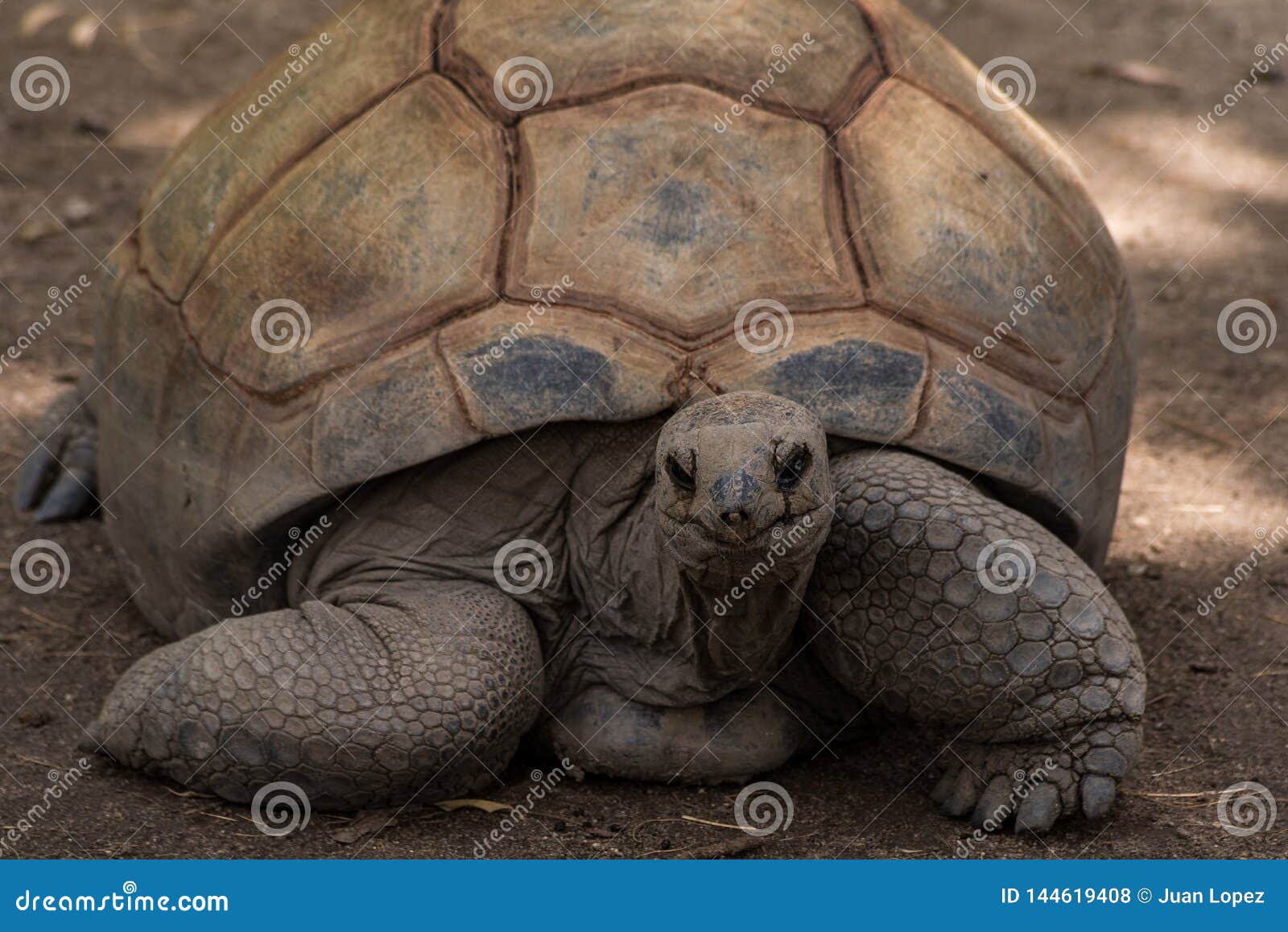 Giant Turtle stock photo. Image of face, gigantic, brown - 144619408