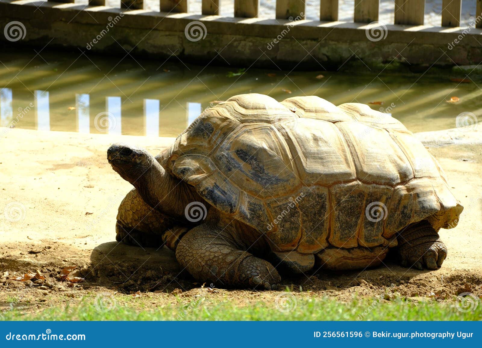 Giant turtle stock photo. Image of shell, crawling, evolution - 256561596