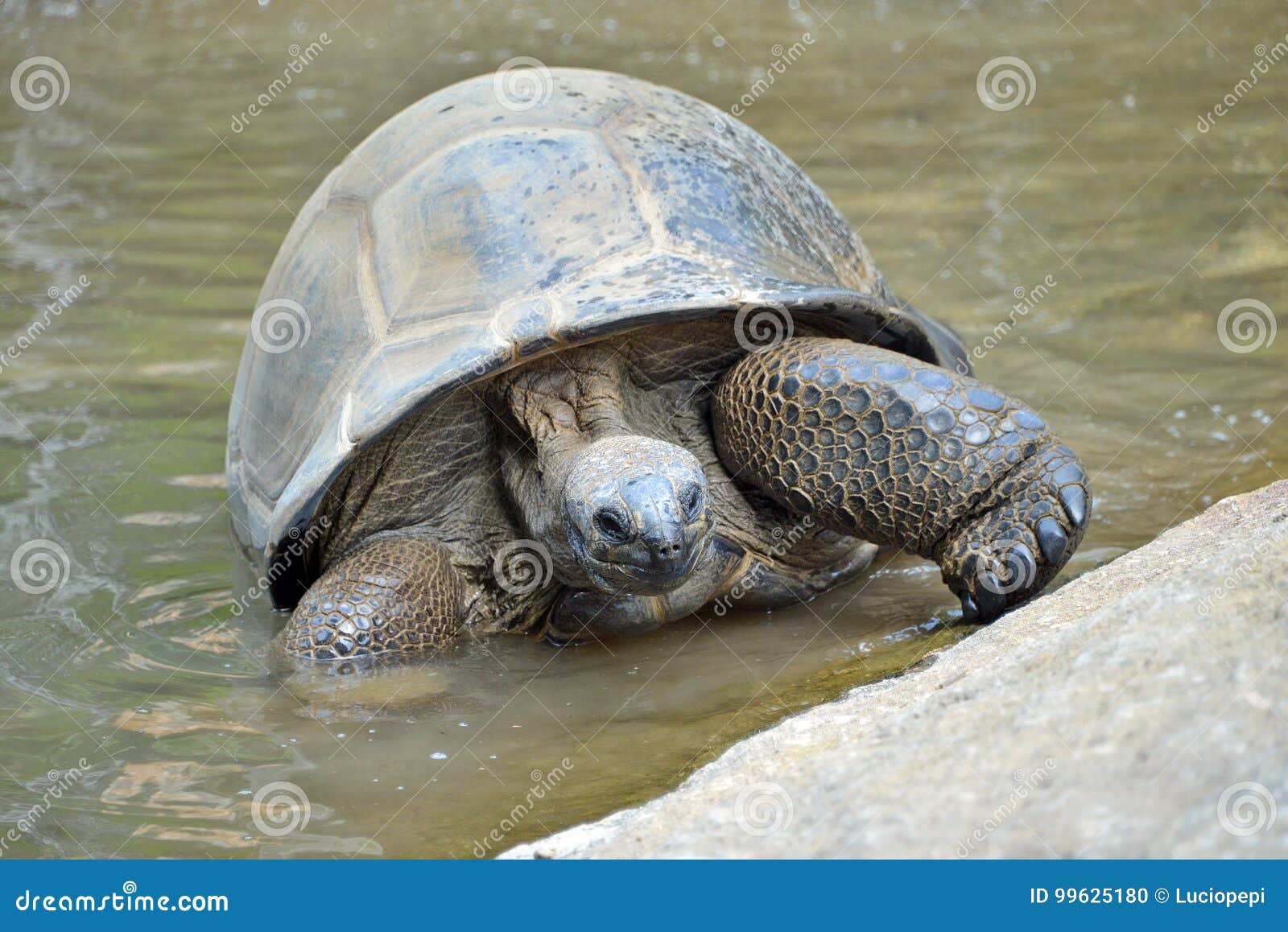 Giant turtle stock photo. Image of slow, organism, turtle - 99625180