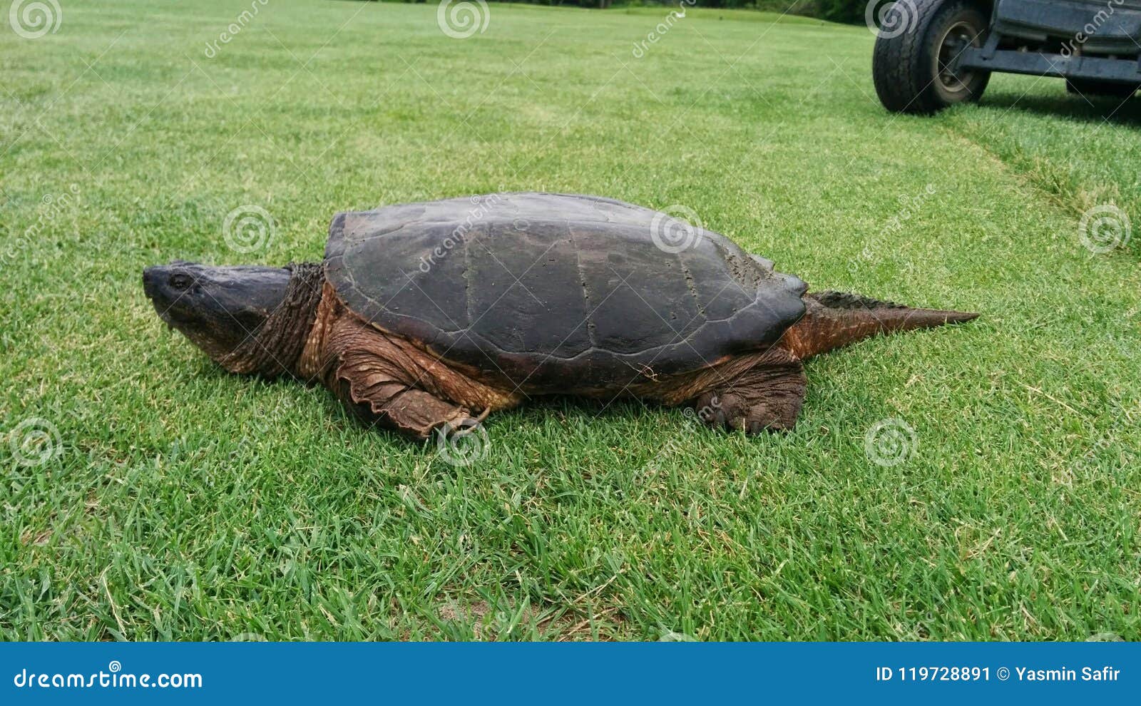 A Giant Turtle on a Golf Course Stock Image - Image of green, giant ...