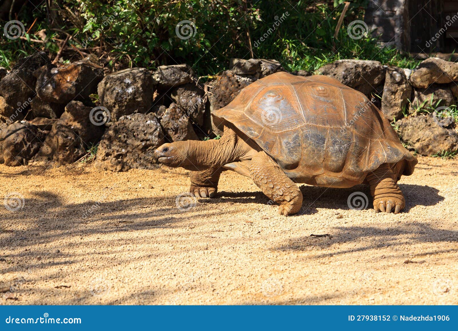 Giant turtle in Mauritius stock photo. Image of park - 27938152