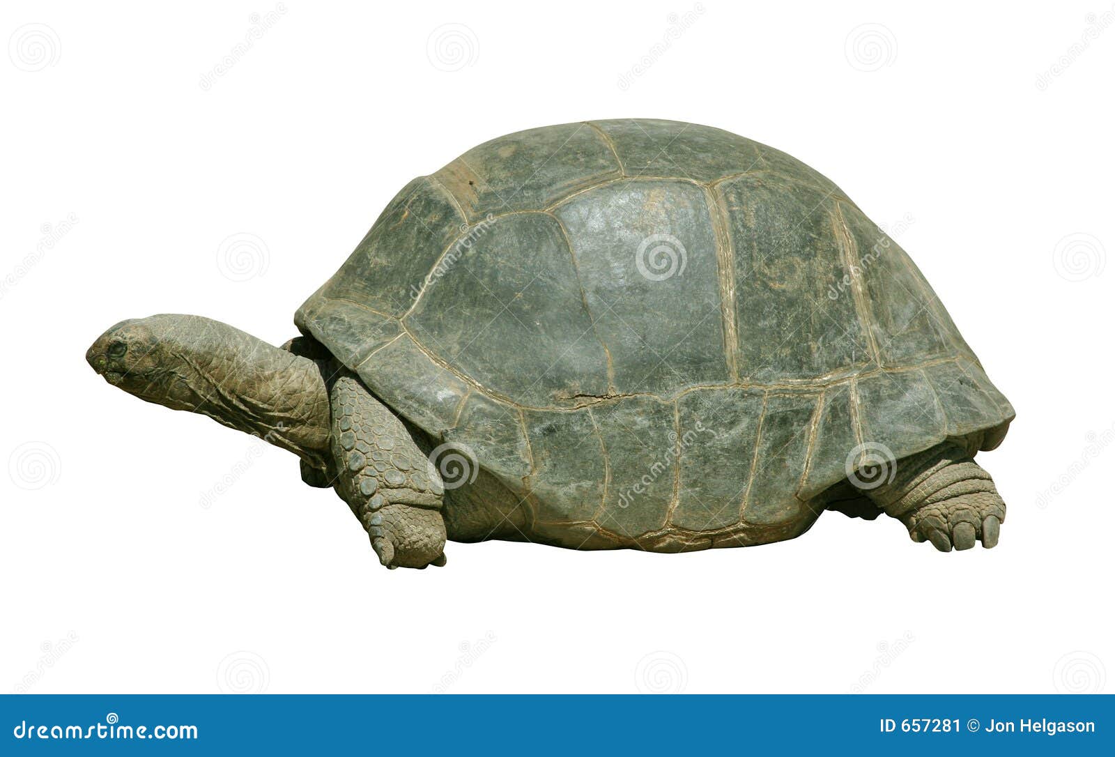 Giant turtle with path stock image. Image of scaley, path - 657281