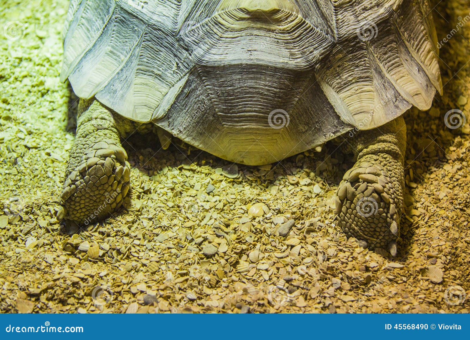 Giant turtle paws stock photo. Image of shell, ecuador - 45568490