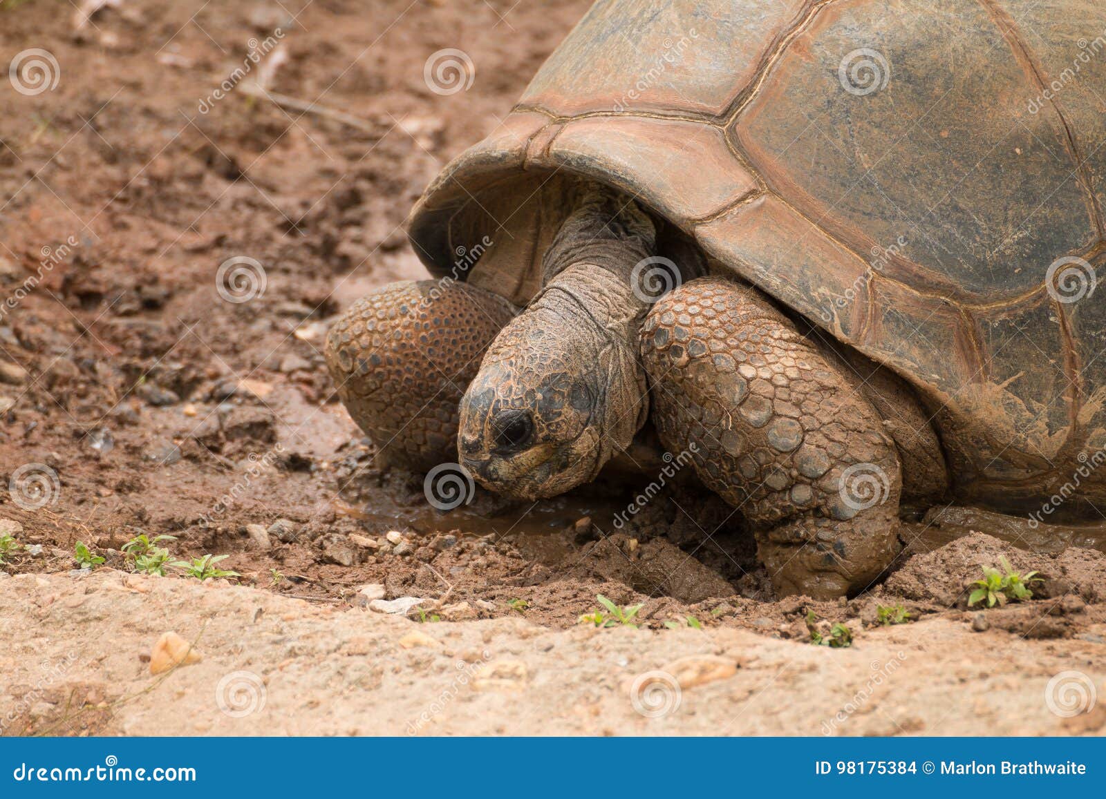 A giant turtle stock photo. Image of wild, turtle, reptile - 98175384