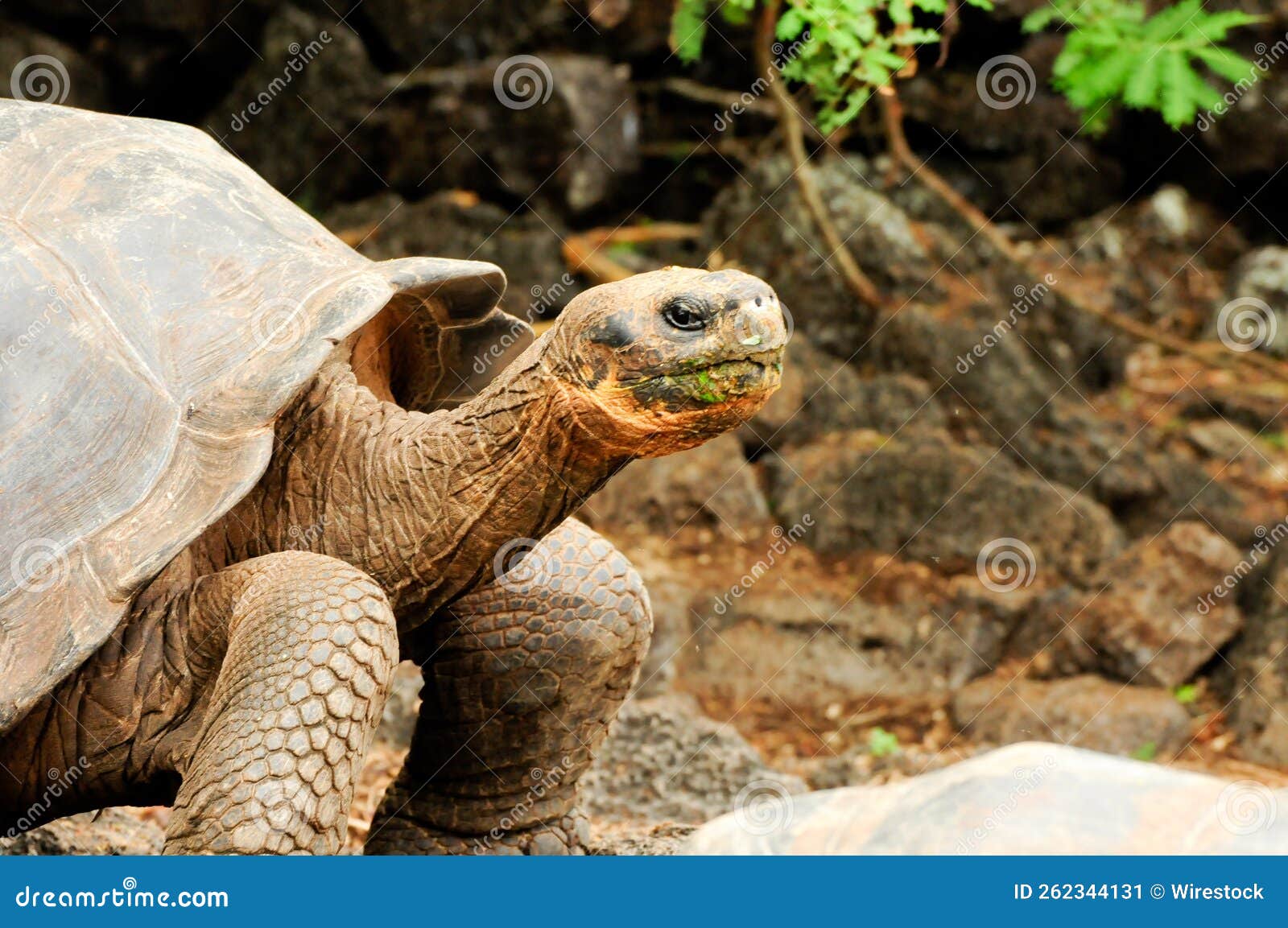 Galapagos island turtle stock image. Image of plant - 262344131