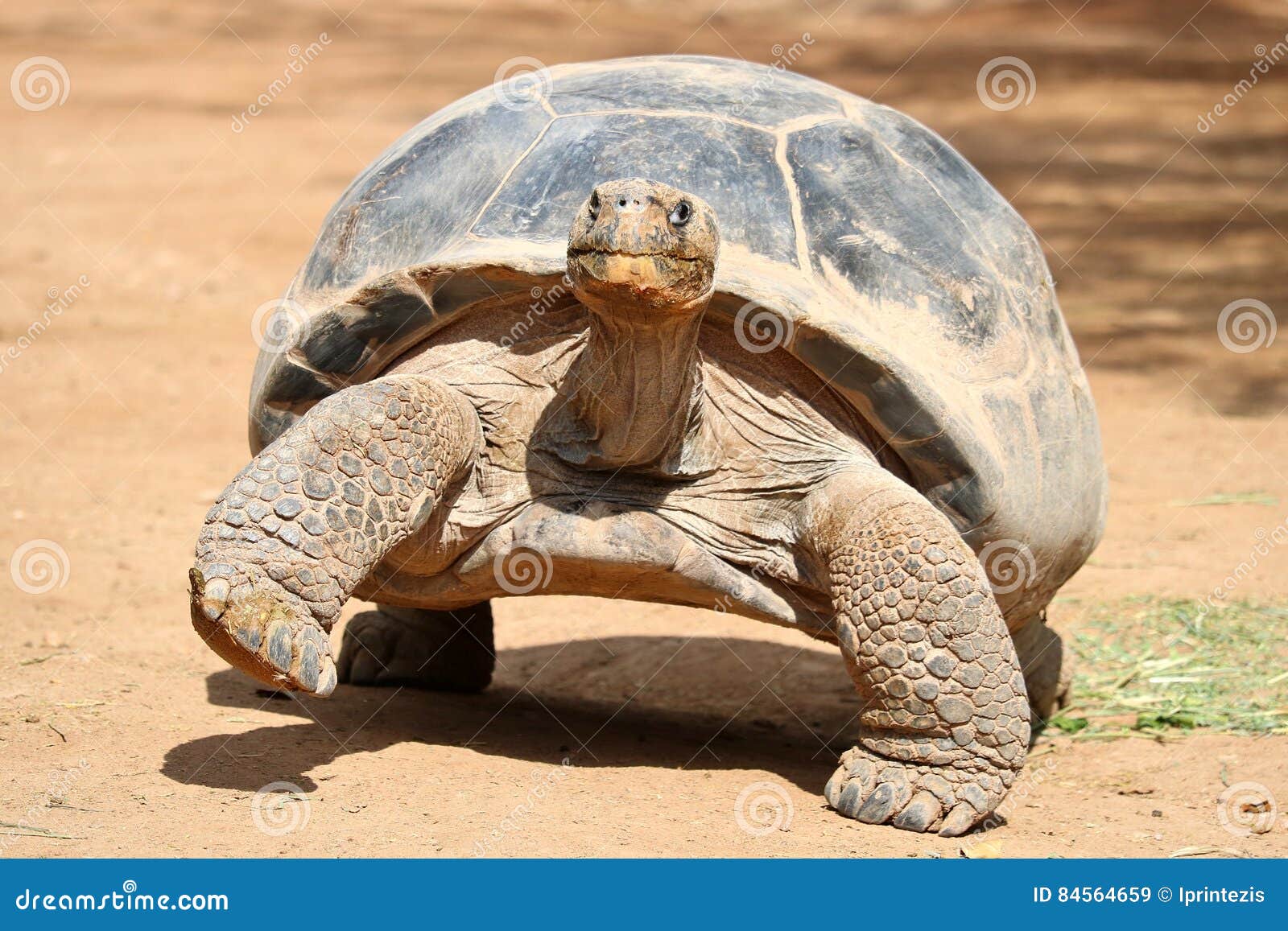Giant Turtle Stock Photography | CartoonDealer.com #21697340
