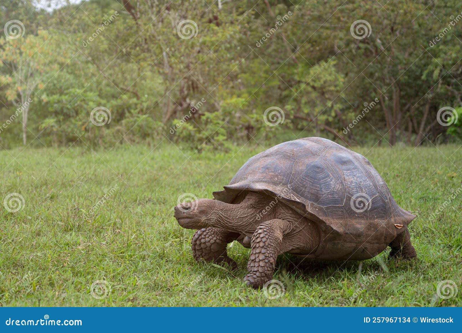 Giant Turtle Walking Slowly on the Grass in a Park Surrounded by Green ...