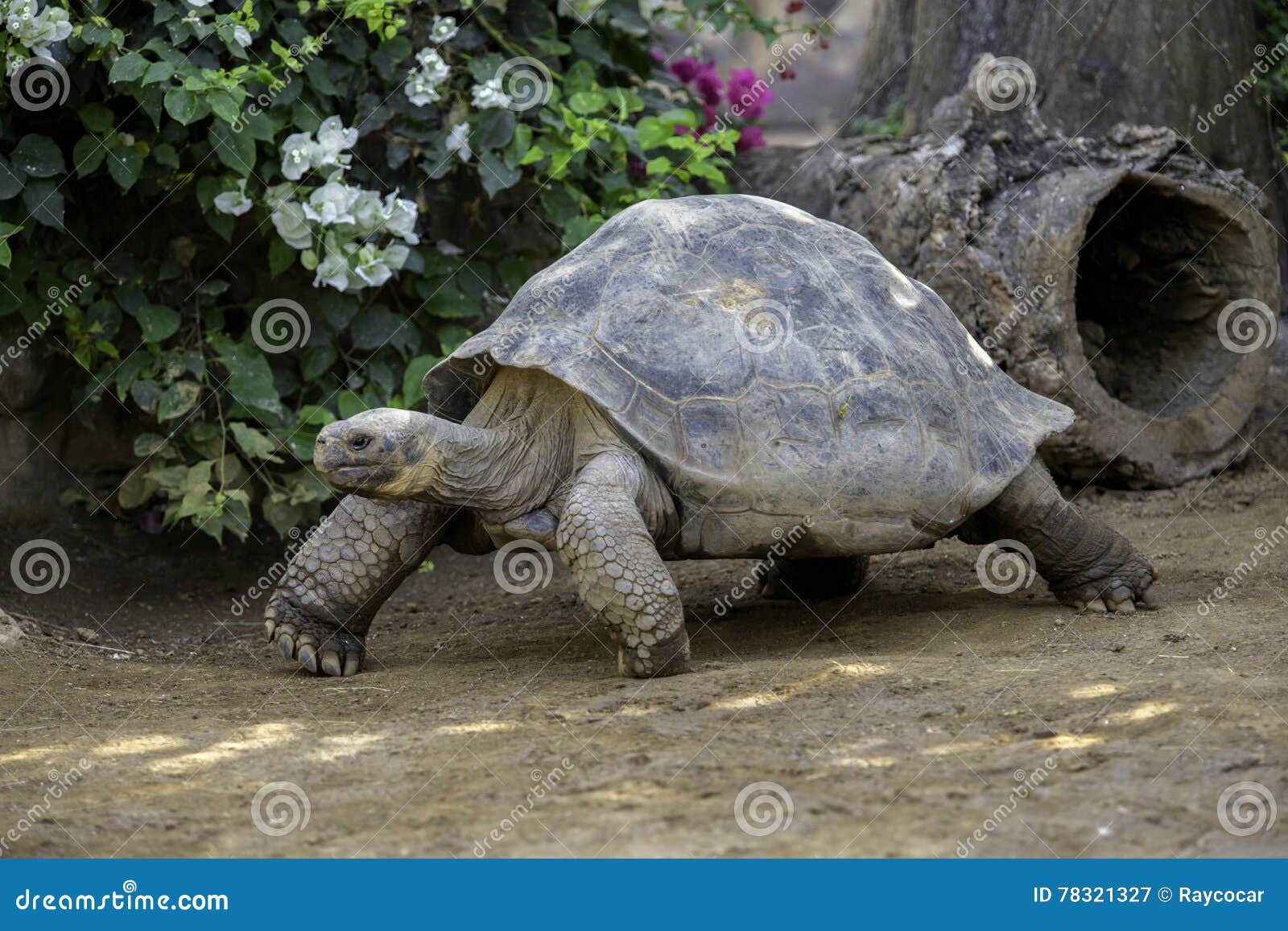 Giant turtle stock image. Image of seychelles, giant - 78321327