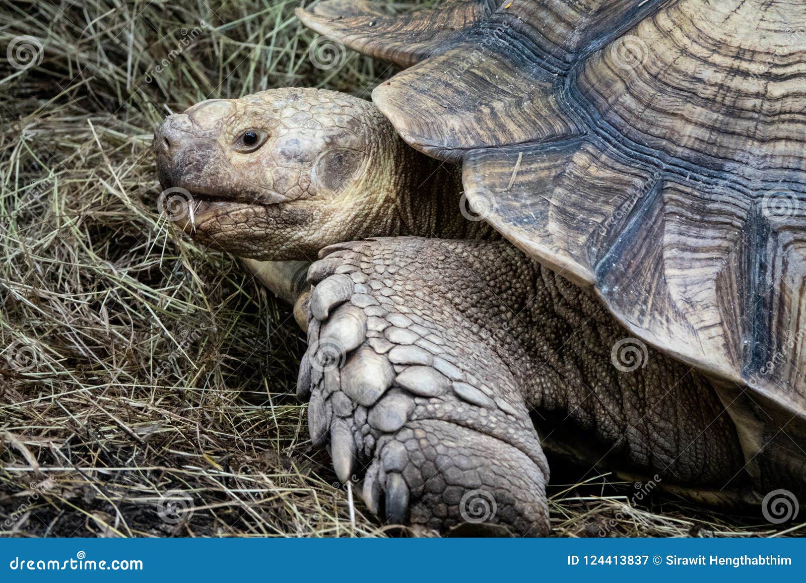 Giant turtle in zoo stock image. Image of slow, grass - 124413837