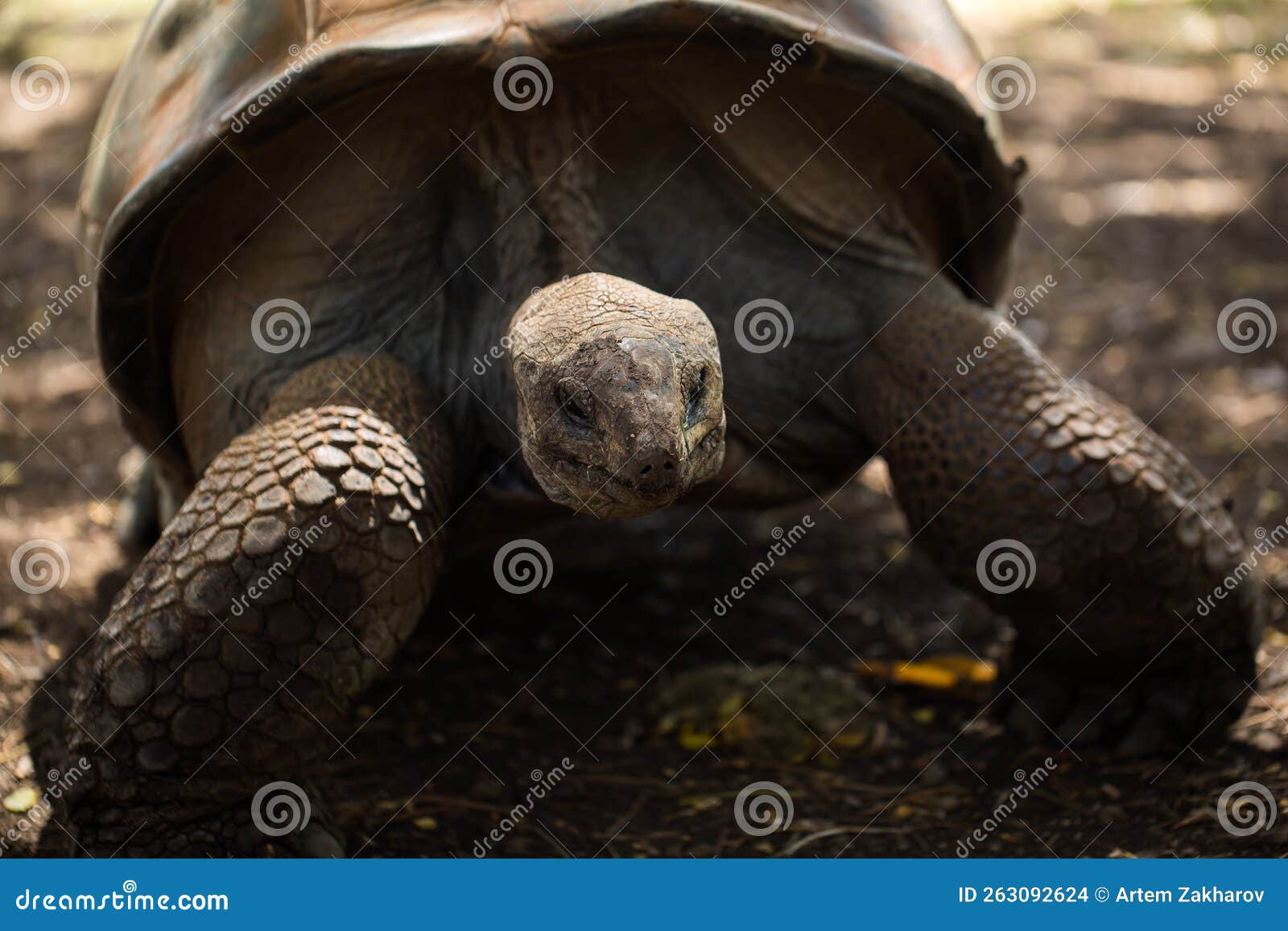 A Giant Turtle in a Zoo in Mauritius. Stock Photo - Image of tortoise ...