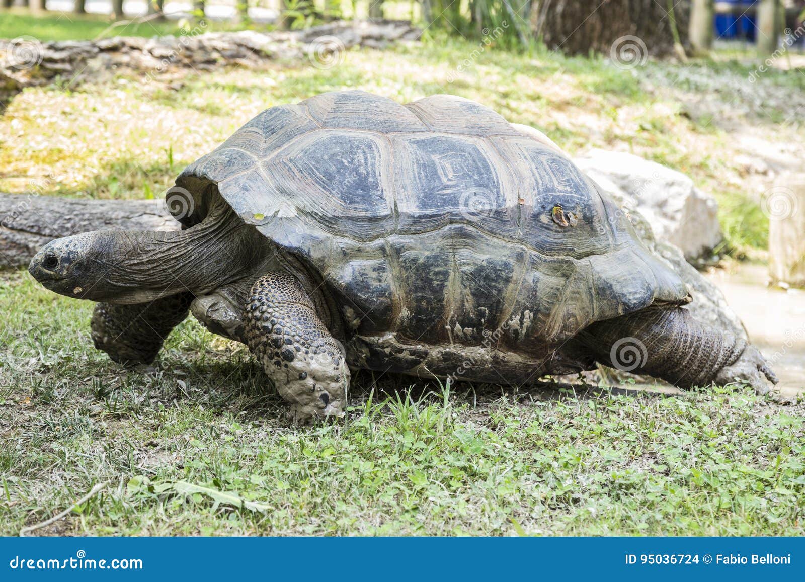 Giant Turtle in Zoo stock photo. Image of huge, animal - 95036724