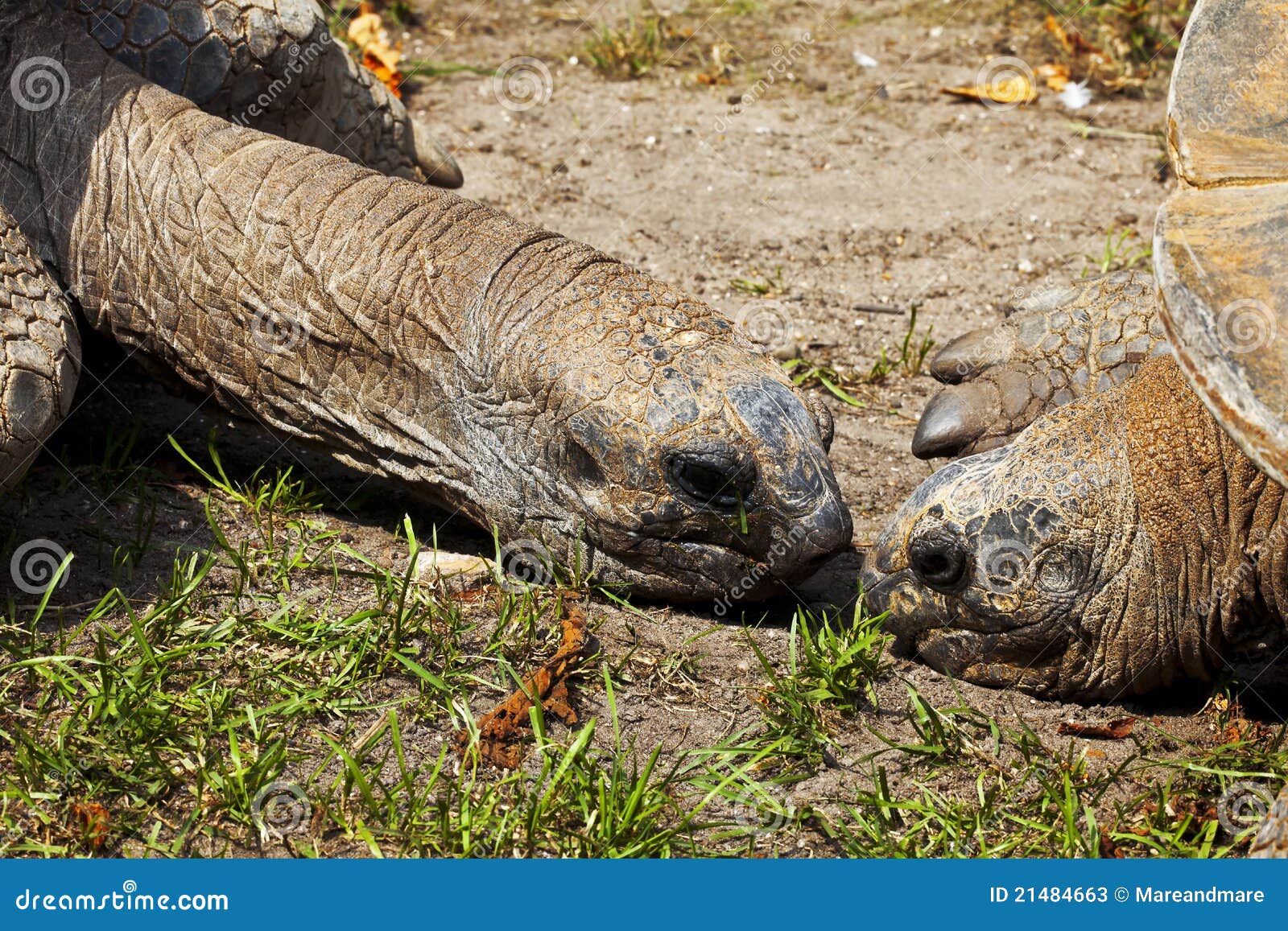 Turtles Kiss Stock Photo | CartoonDealer.com #45821928