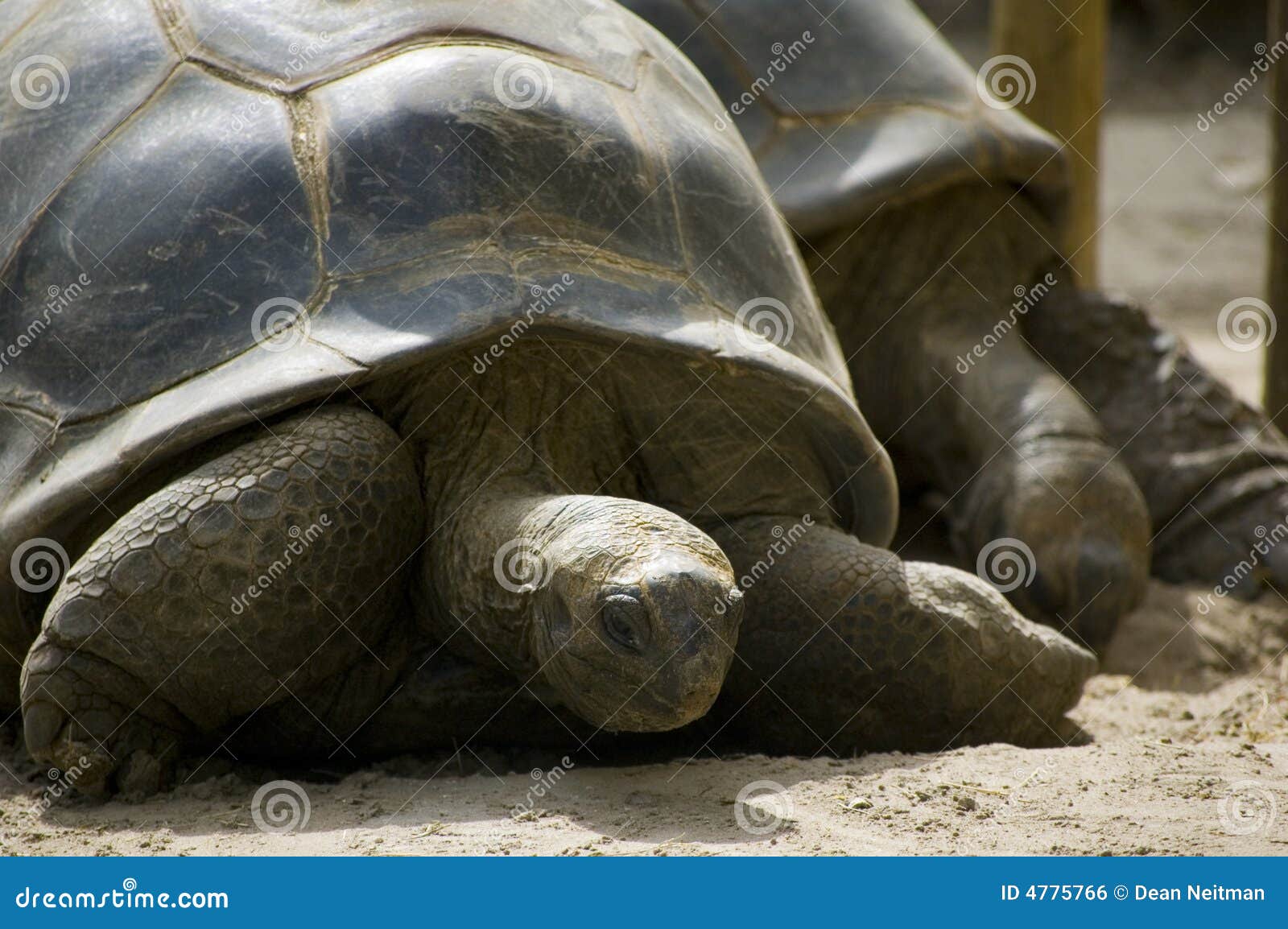 Giant turtles stock photo. Image of turtle, reptiles, shell - 4775766