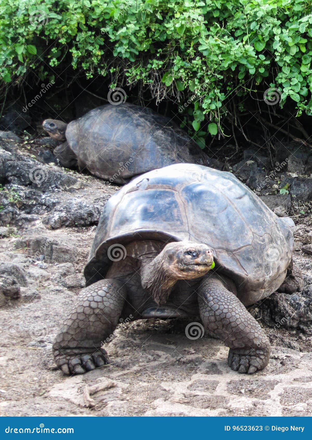 Giant Turtles at Galapagos Island Stock Image - Image of ecuador ...