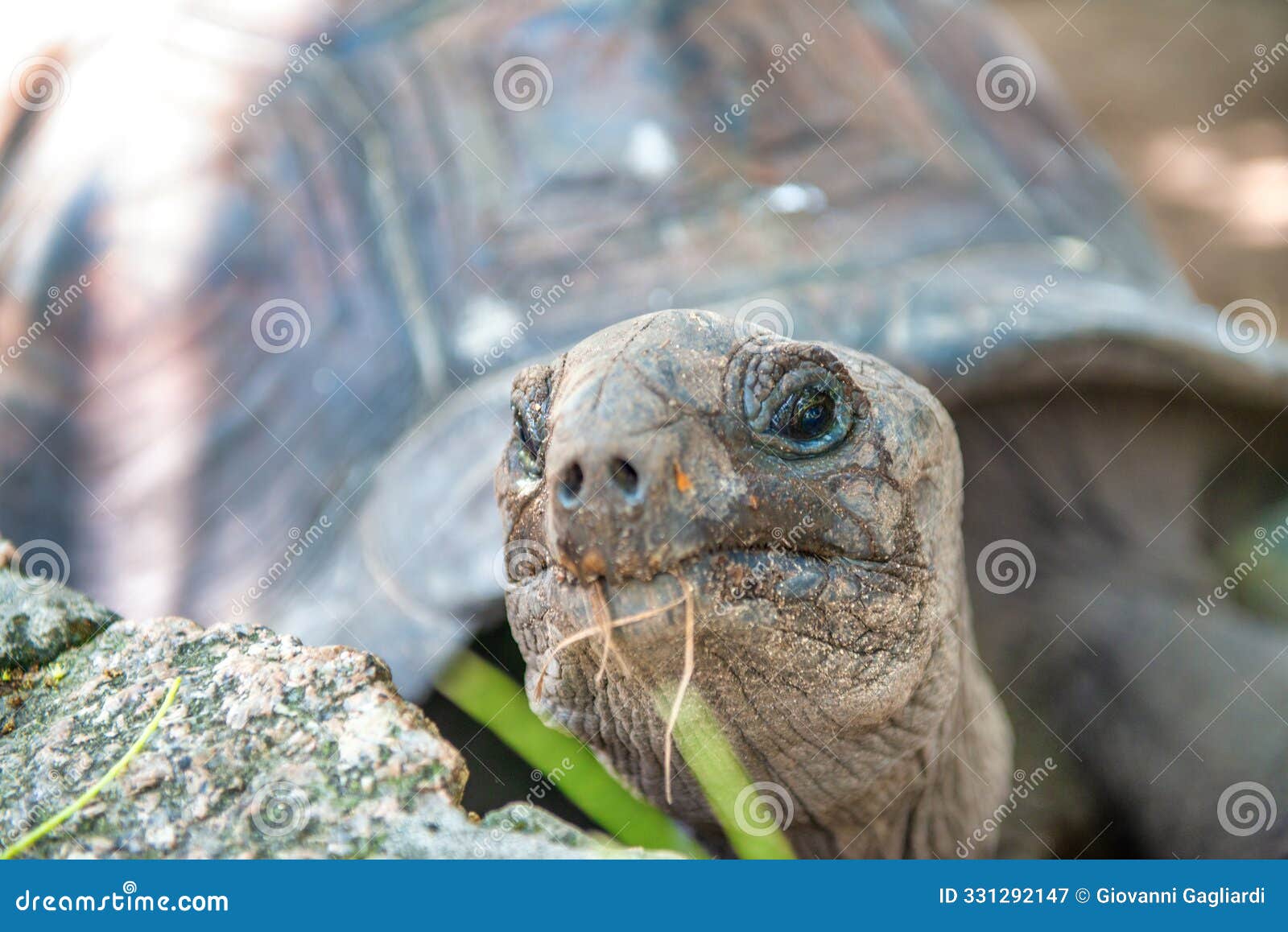 Giant Turtles in La Digue Island, Seychelles Stock Image - Image of ...