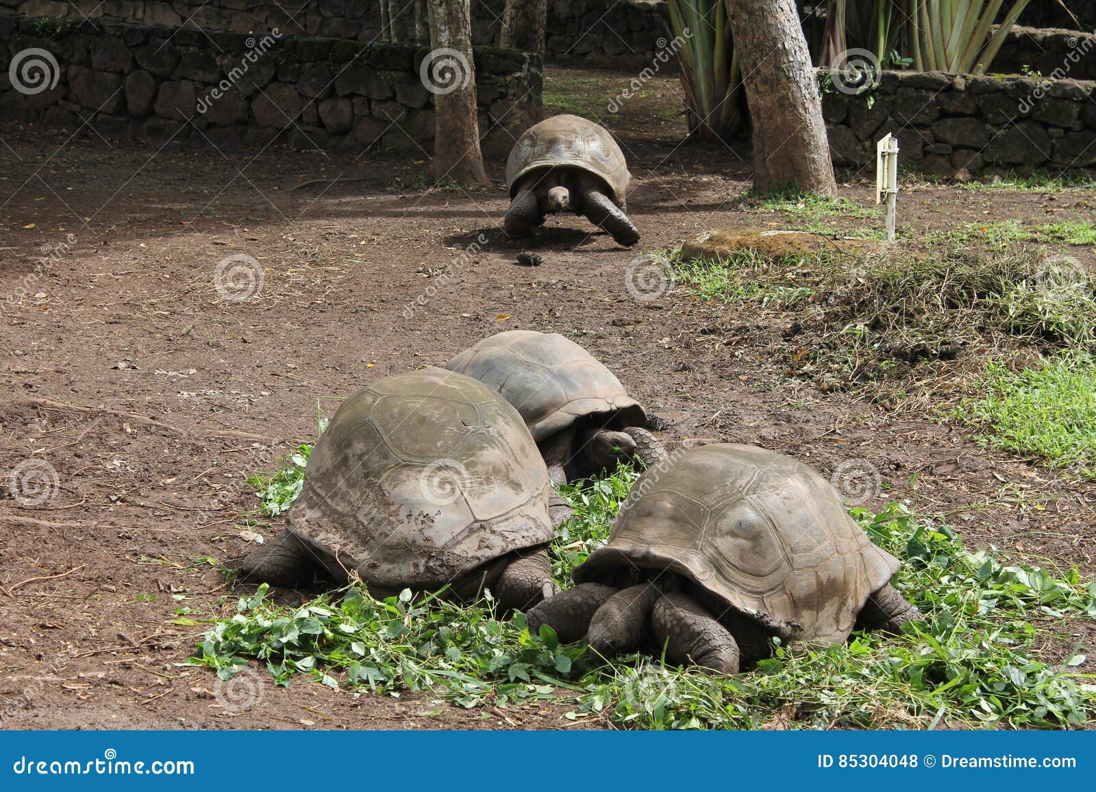 Giant turtles stock photo. Image of mauritius, giant - 85304048