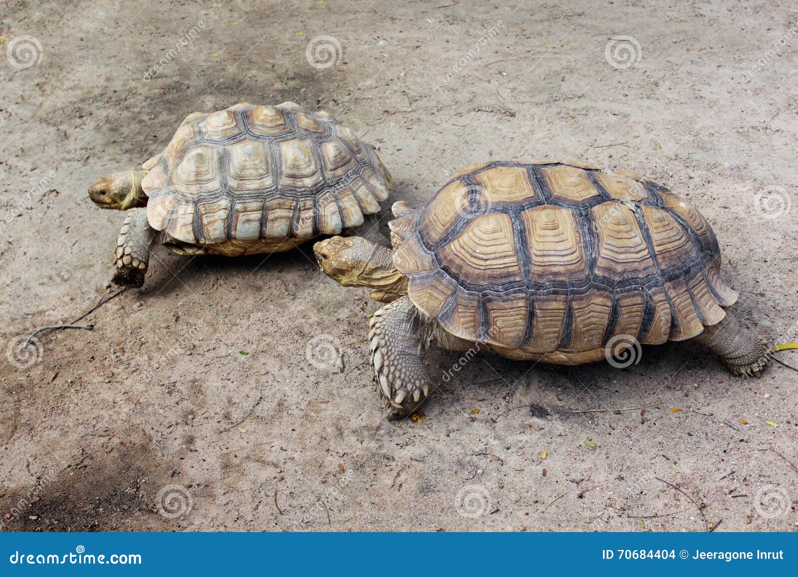 Giant Turtles, Dipsochelys Gigantea In Tropical Island Mauritius Stock ...