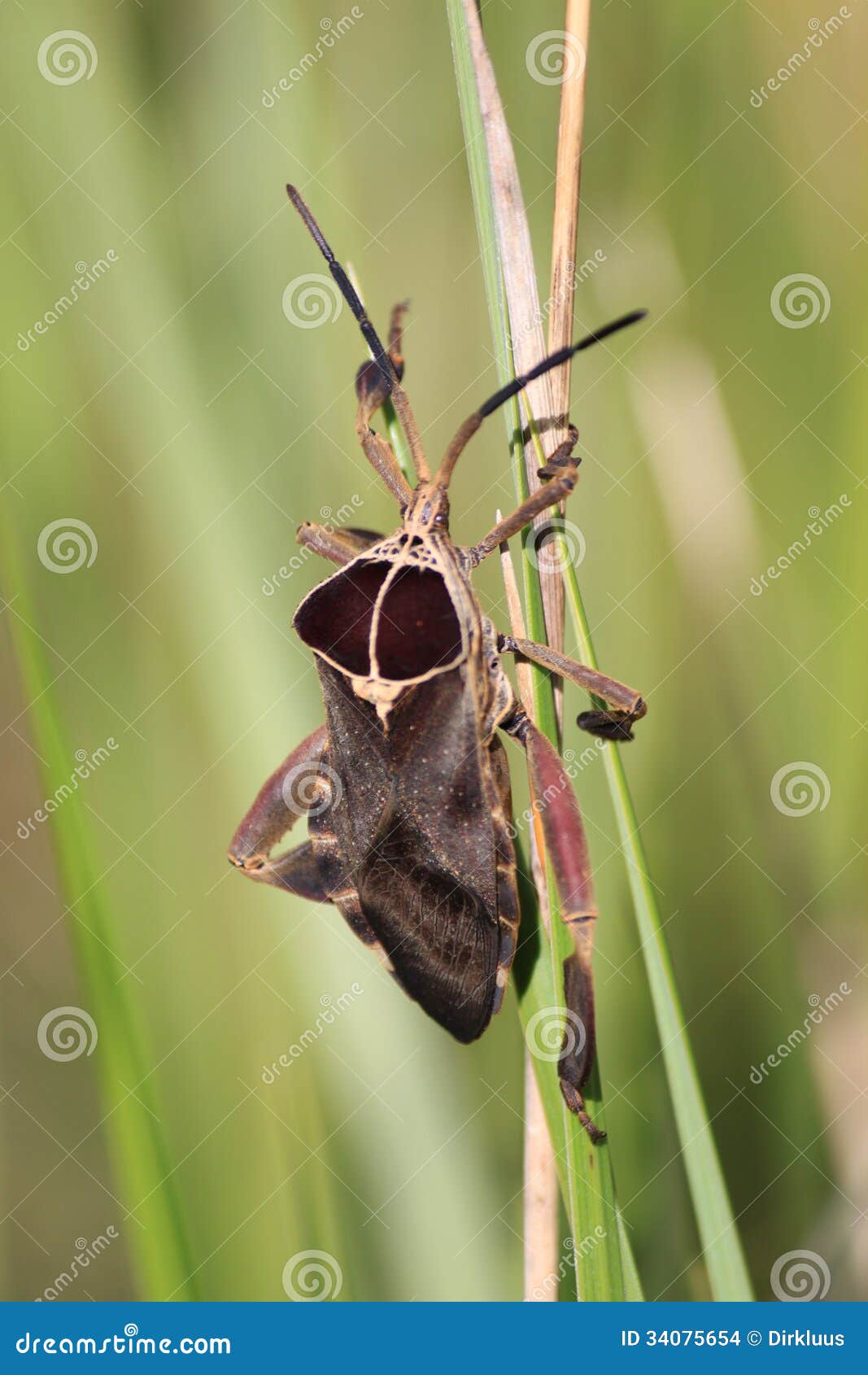 Giant Twig Wilter stock photo. Image of wilter, bugs - 34075654