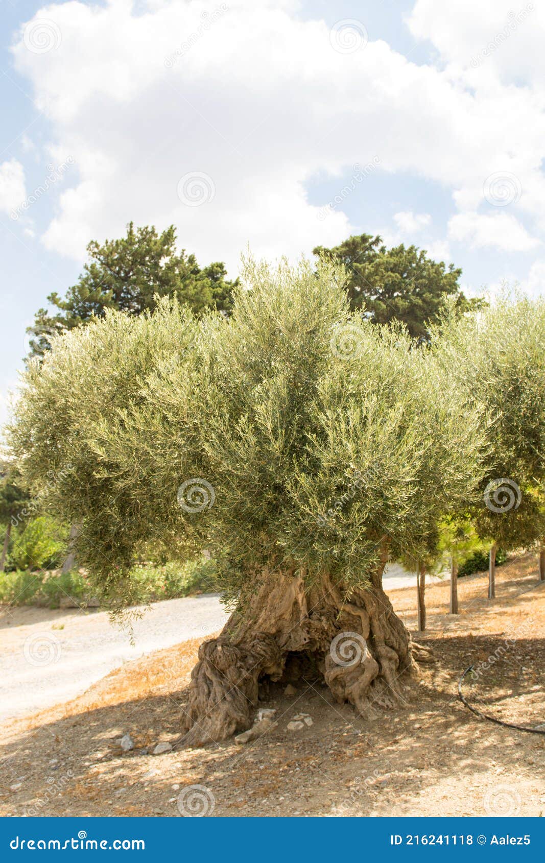 A Giant Very Old Olive Tree. Huge Crown and Thick Trunk Stock Photo ...