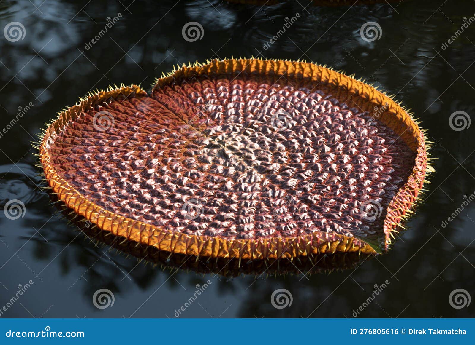 Giant Victoria Lotus Leaf Float on the Water Stock Photo - Image of ...