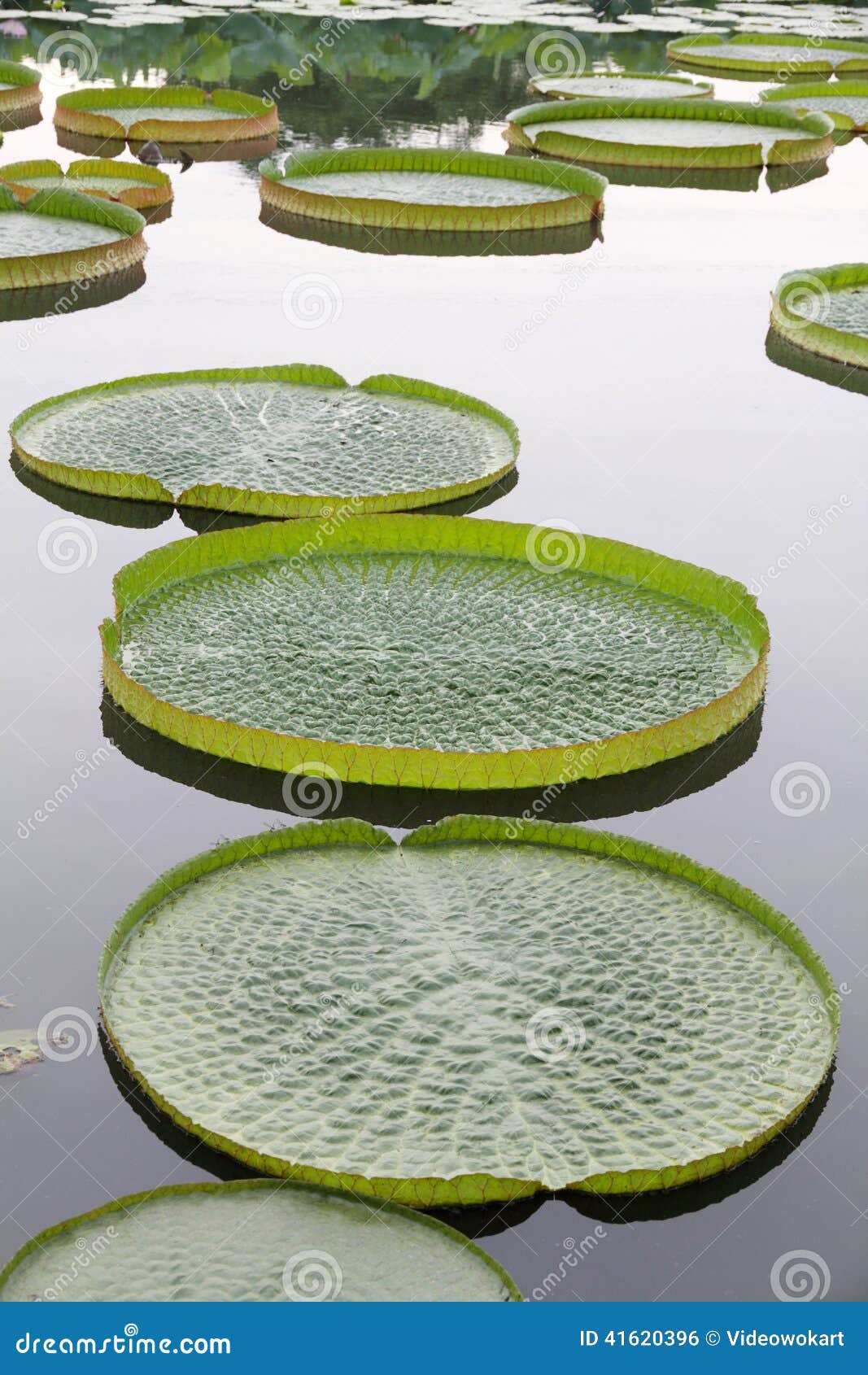 Giant Victoria Lotus in Water Stock Photo - Image of natural, aquatic ...