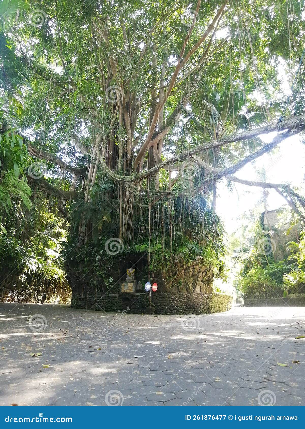 Giant vicus tree stock image. Image of nature, lush - 261876477